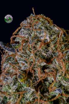 Media Sources - Cream Cookies Auto for Social Media | Fast Buds