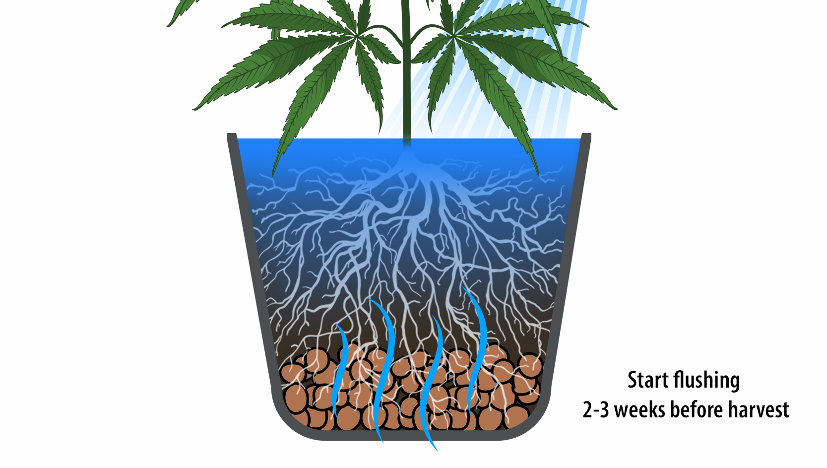 When is the Best Time to Harvest Autoflowering Cannabis? - FastBuds ...