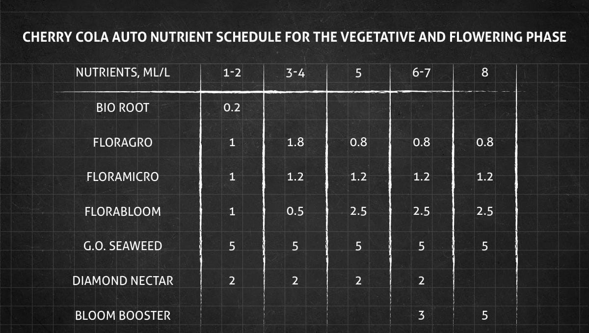 Cherry Cola Auto Cannabis Strain Week-by-Week Guide | Fast Buds