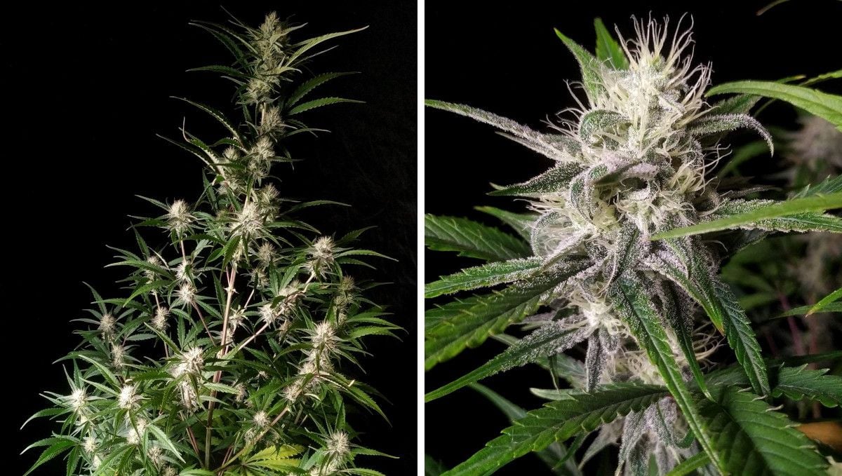 Strawberry Gorilla Auto Cannabis Strain Week-by-Week Guide | Fast Buds