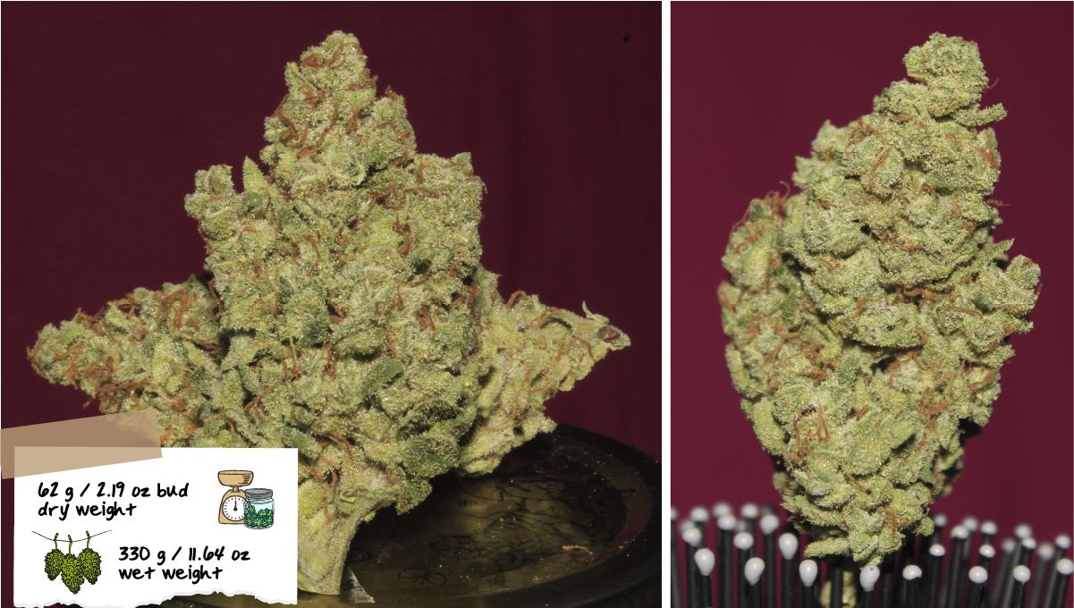 Afghan Kush Auto Cannabis Strain Week-by-Week Guide | Fast Buds