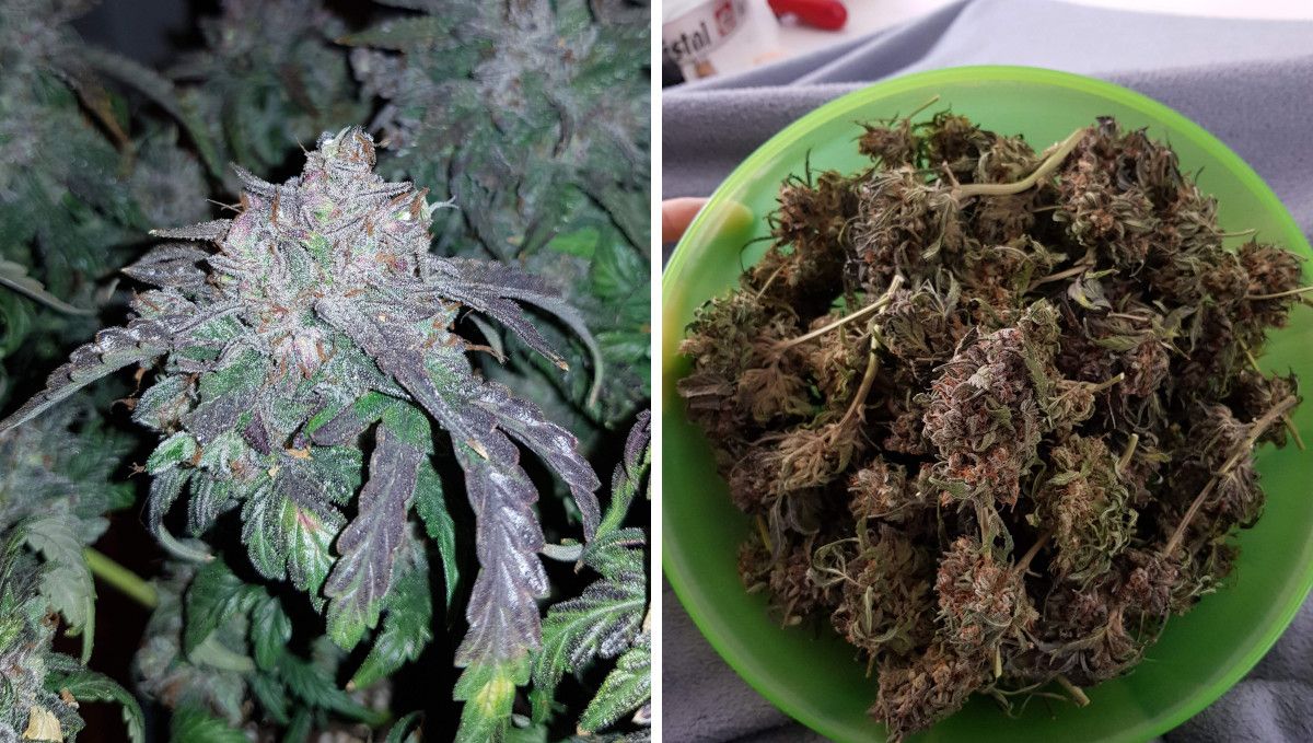 Bubba Kush Auto Cannabis Strain Week-by-Week Guide | Fast Buds