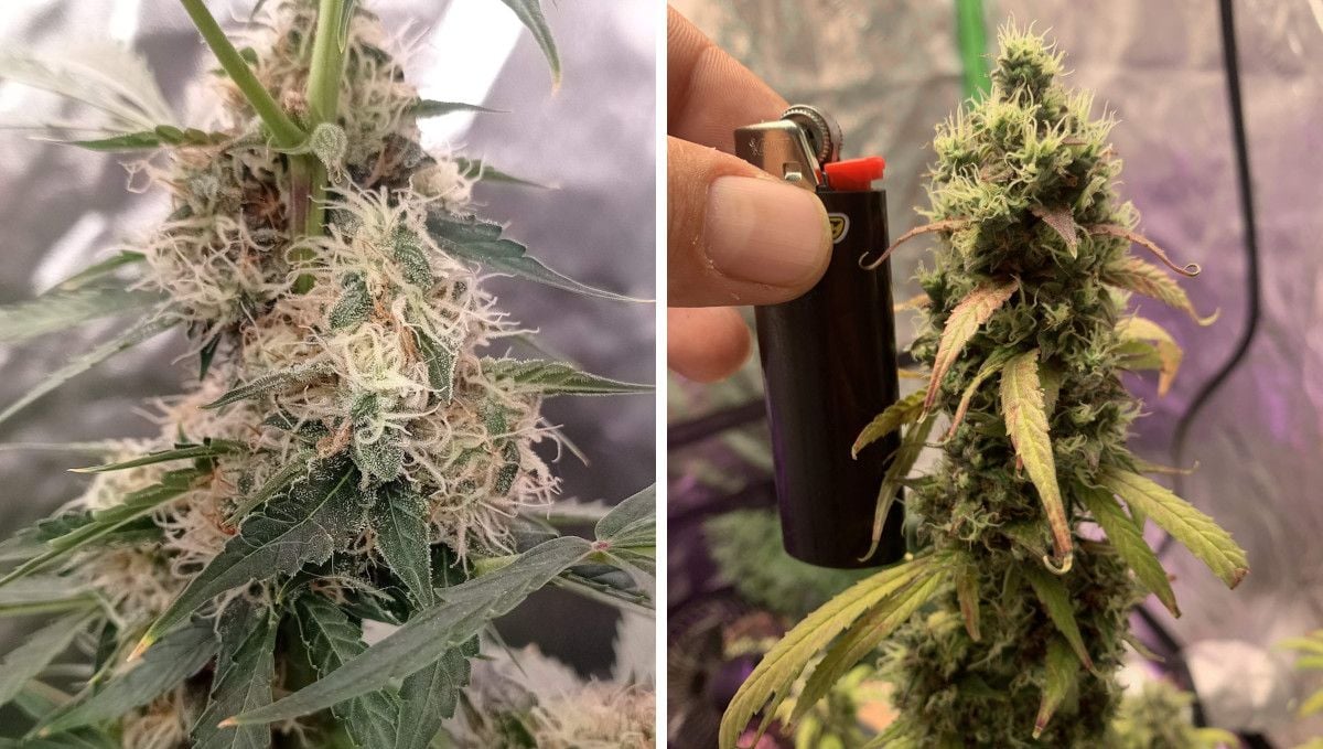 Strawberry Cheesecake Auto Cannabis Strain Week-by-Week Guide | Fast Buds