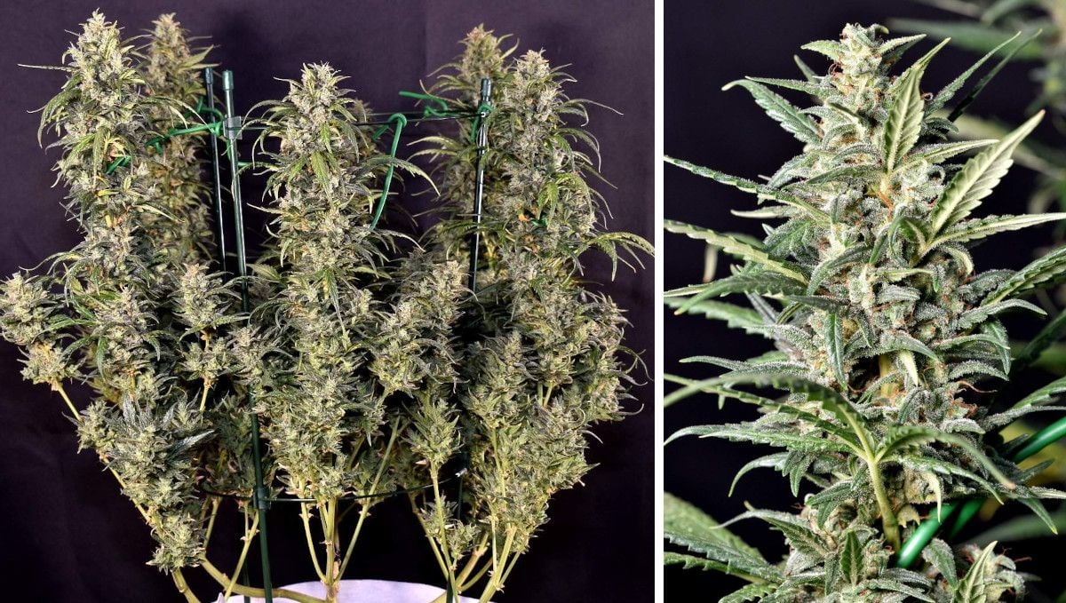 Gorilla Punch Auto Cannabis Strain Week-by-Week Guide | Fast Buds