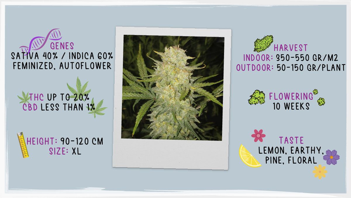 Critical Auto Cannabis Strain Week-by-Week Guide | Fast Buds