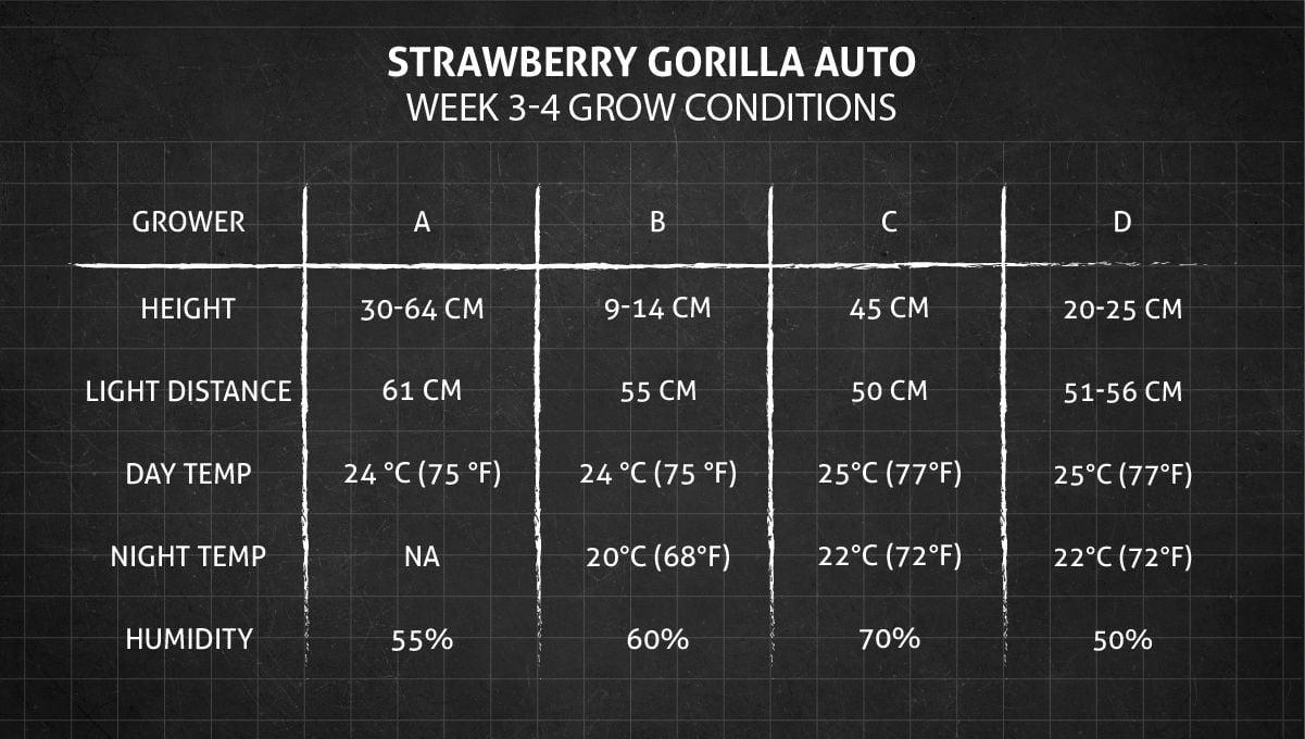 Strawberry Gorilla Auto Cannabis Strain Week-by-Week Guide | Fast Buds