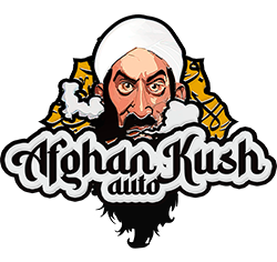 Buy Afghan Kush Auto Cannabis Seeds | Fast Buds