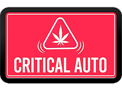 Critical Auto Seeds – Buy Critical Weed Strain | Fast Buds