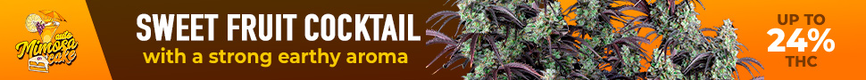 Media Sources - Mimosa Cake Auto Base | Fast Buds