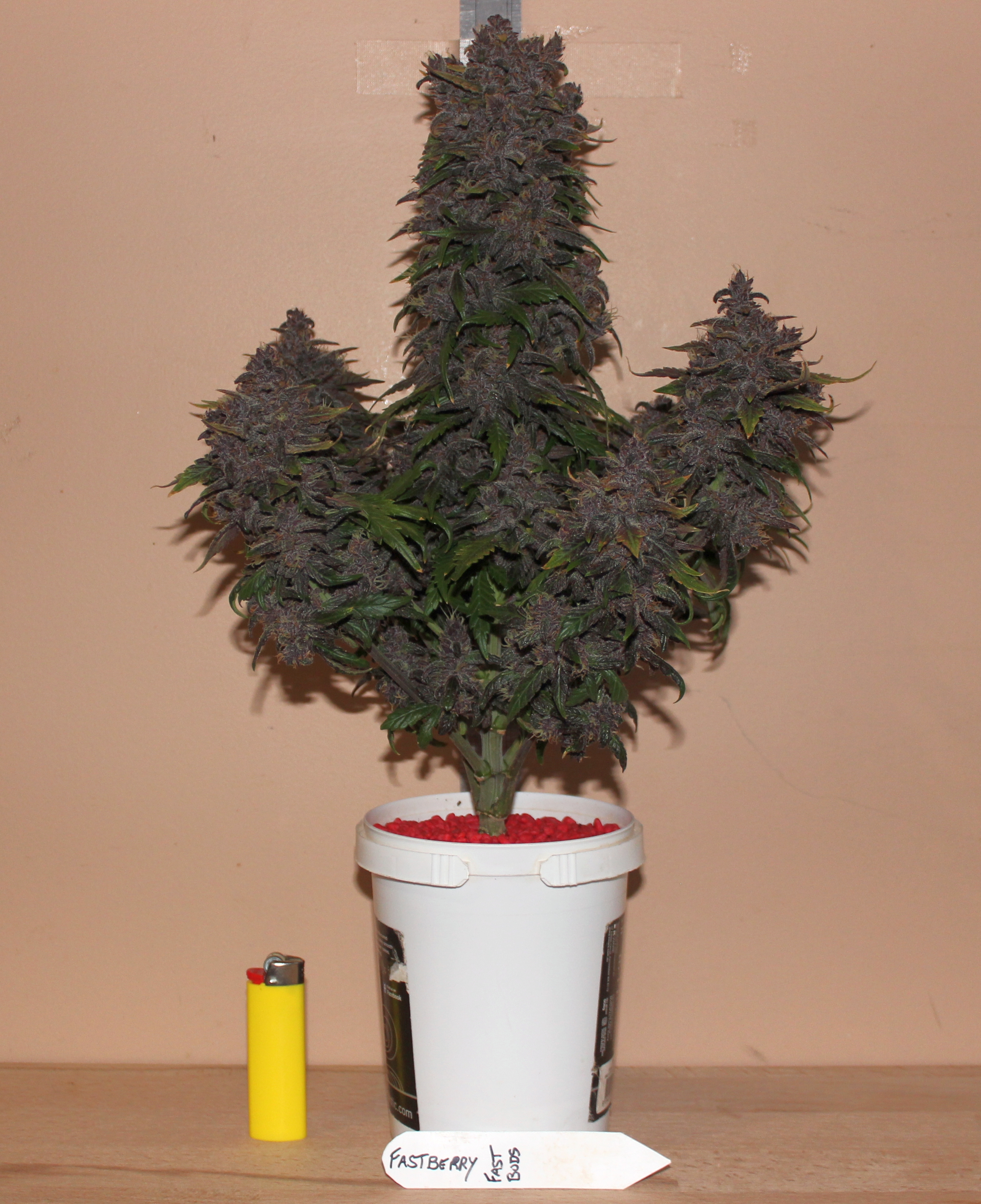 Media Sources - Fastberry Auto for Social Media | Fast Buds