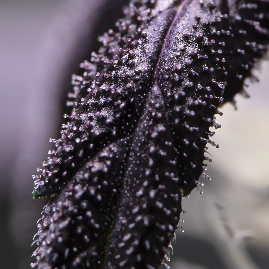 Media Sources - Fastberry Auto for Social Media | Fast Buds