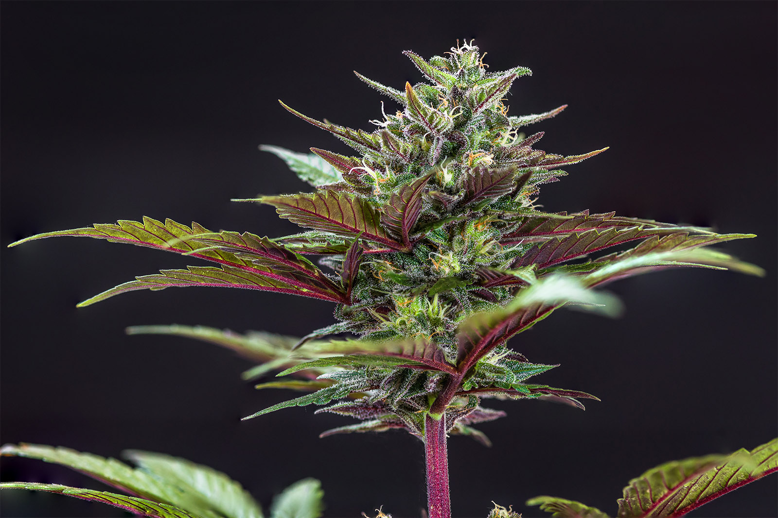 Media Sources - Fastberry Auto for Social Media | Fast Buds