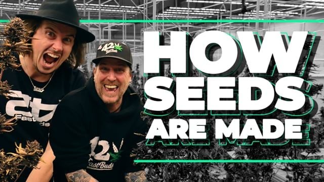 How Cannabis Seeds are made | Behind the Scenes of Fast Buds Video | 42 ...