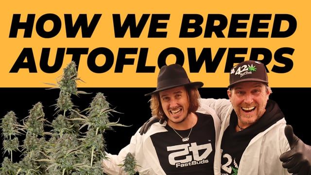 How We Breed Autoflowers | Behind the scenes of Fast Buds Video | 42 ...