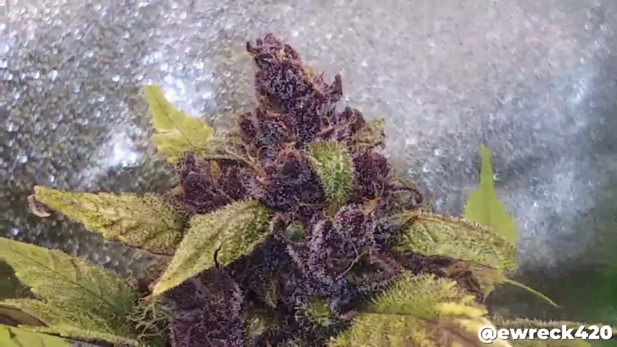 Lsd-25 Auto Video | 42 Fast Buds