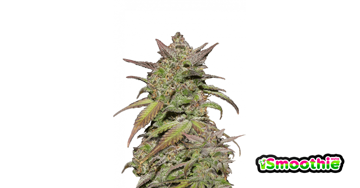 Buy Smoothie Auto Cannabis Seeds | 42 Fast Buds