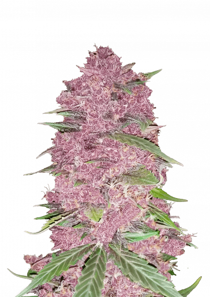 Buy Purple Lemonade Auto Cannabis Seeds | Fast Buds