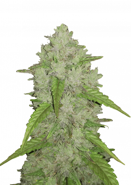 OG Kush Auto Cannabis Seeds for Sale – Buy OG Kush Strain | Fast Buds