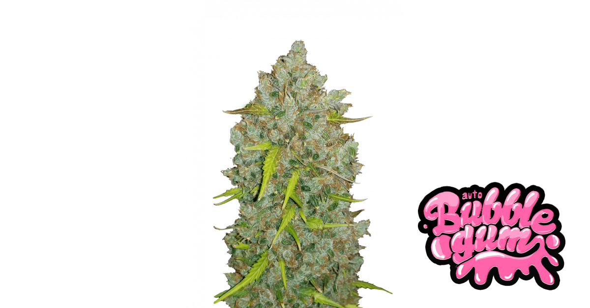 Bubble Gum Auto Fast Bud