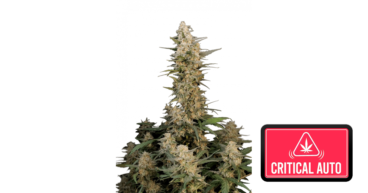Critical Auto Seeds – Buy Critical Weed Strain | Fast Buds