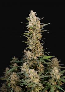 Buy Original Strains | Fast Buds