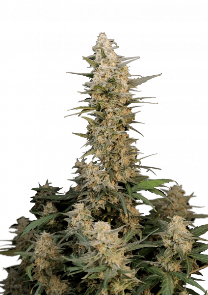Critical Auto Seeds – Buy Critical Weed Strain | Fast Buds