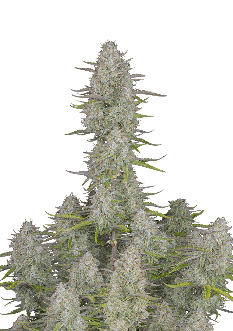 Buy Wedding Cheesecake Auto Cannabis Seeds | 42 Fast Buds