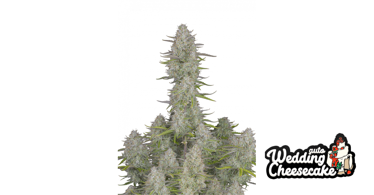 Buy Wedding Cheesecake Auto Cannabis Seeds | 42 Fast Buds