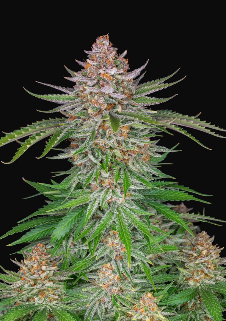 Buy LSD-25 Auto Cannabis Seeds | Fast Buds