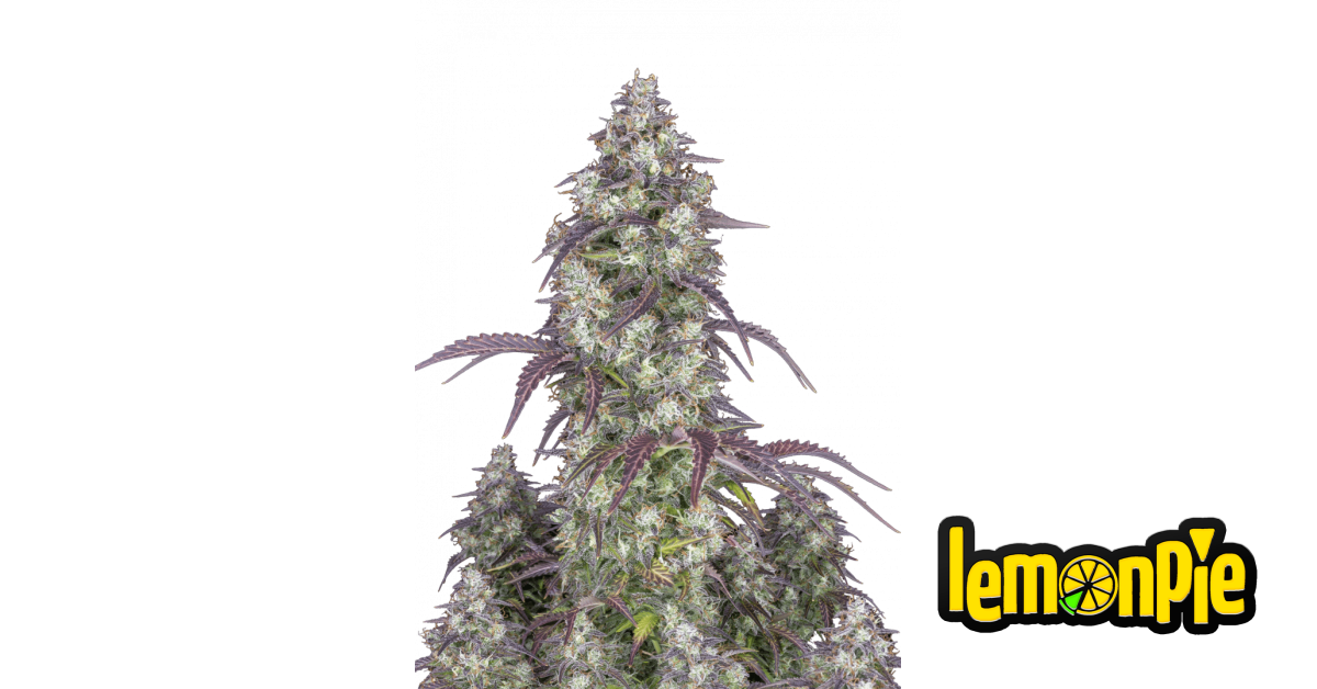 Buy Lemon Pie Auto Cannabis Seeds | 42 Fast Buds