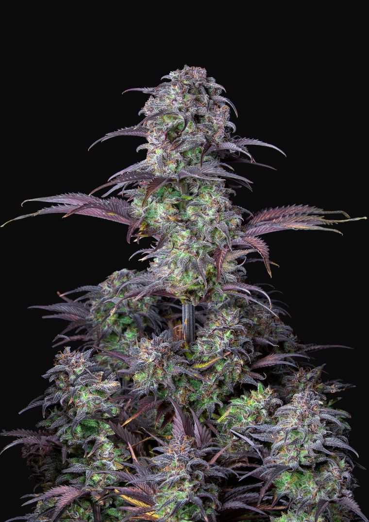 Blueberry Auto Cannabis Seeds – Buy Blueberry Weed Strain | Fast Buds