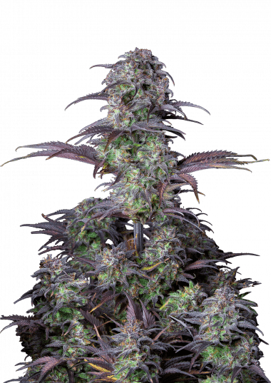 Blueberry Auto Cannabis Seeds – Buy Blueberry Weed Strain | Fast Buds ...