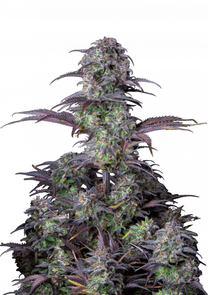 Blueberry Auto Cannabis Seeds – Buy Blueberry Weed Strain | Fast Buds