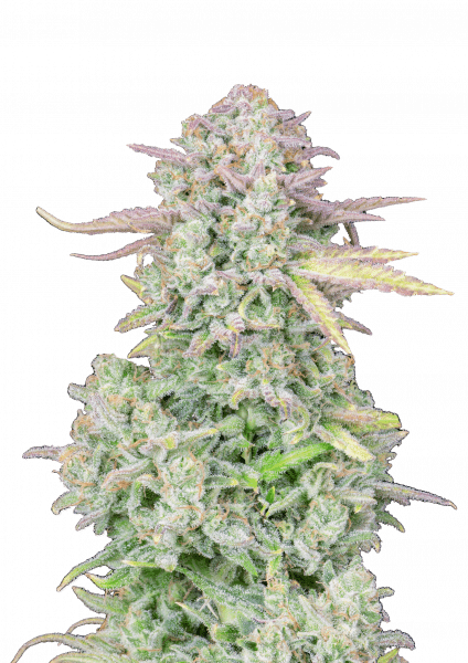 Trainwreck Auto Cannabis Seeds – Buy Trainwreck Strain | Fast Buds