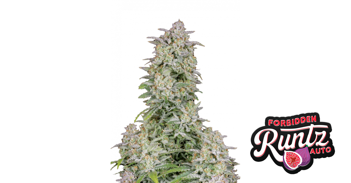 Forbidden Runtz Auto Cannabis Seeds | 42 Fast Buds United States