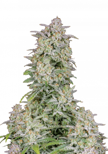 Buy Forbidden Runtz Auto Cannabis Seeds | Fast Buds