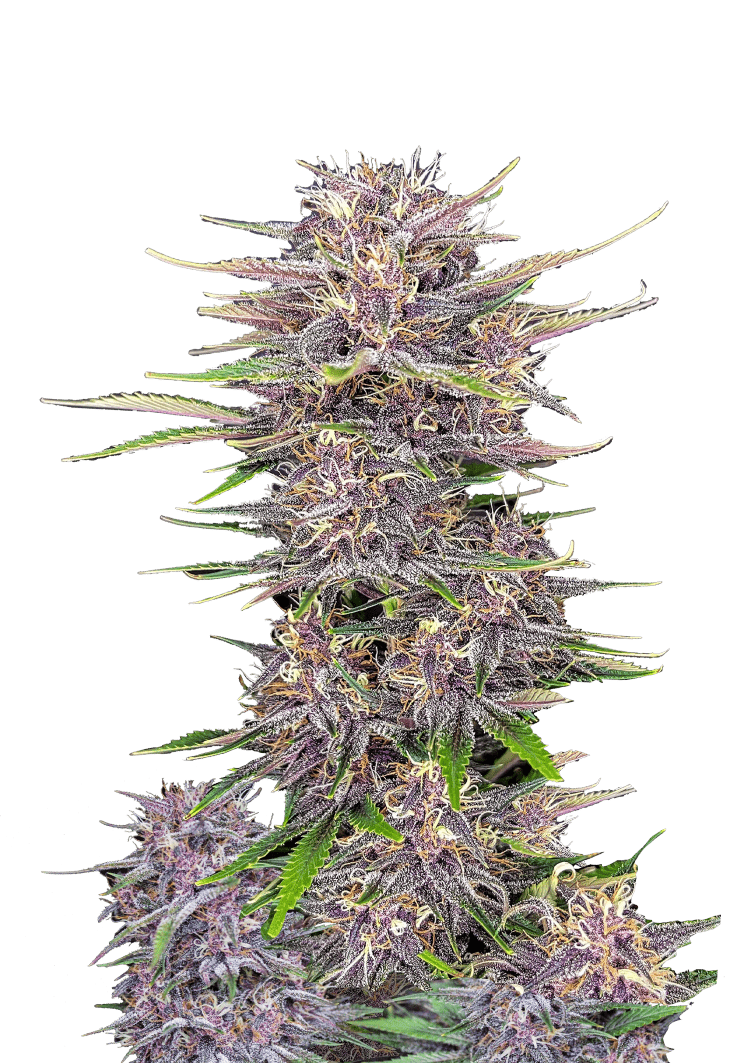 Banana Purple Punch Auto Cannabis Seeds | 42 Fast Buds United States
