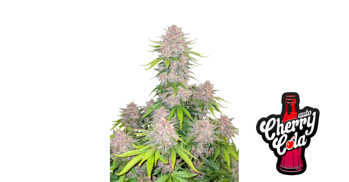 Cherry Cola Auto-Cannabissamen | 42 Fast Buds Deutschland