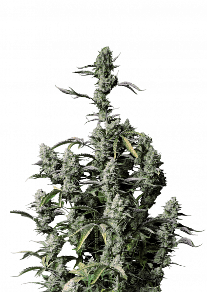 Buy LSD-25 Auto Cannabis Seeds | Fast Buds