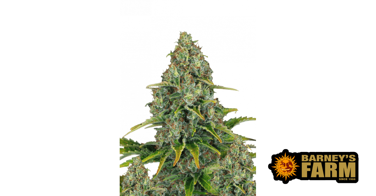 Buy Blueberry Cheese Auto Cannabis Seeds | 42 Fast Buds