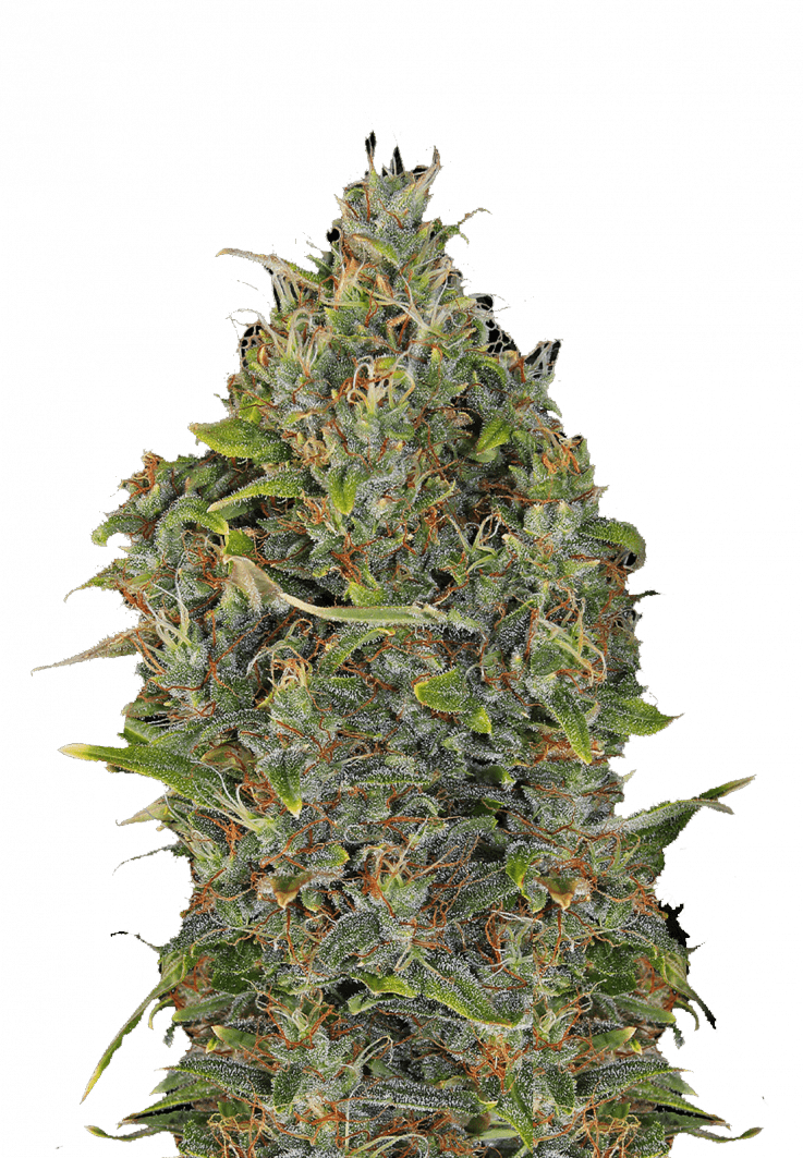Critical Kush Auto Cannabissamen | 42 Fast Buds Deutschland