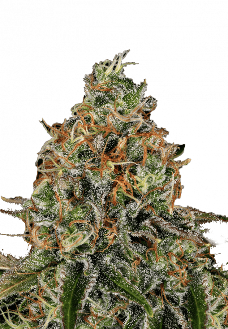 Buy Tangerine Dream Auto Cannabis Seeds | 42 Fast Buds