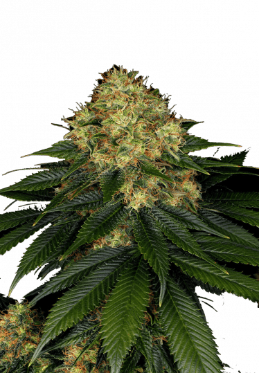 Buy Skywalker OG Auto Cannabis Seeds | Fast Buds