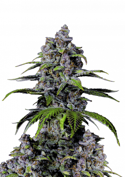 Buy Purple Lemonade FF Cannabis Seeds | Fast Buds