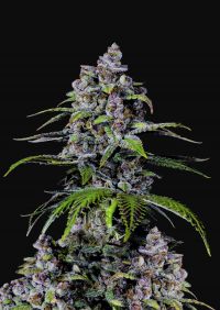 Buy Purple Lemonade FF Cannabis Seeds | Fast Buds