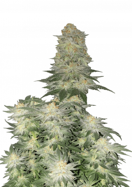 Buy Wedding Cheesecake FF Cannabis Seeds | Fast Buds