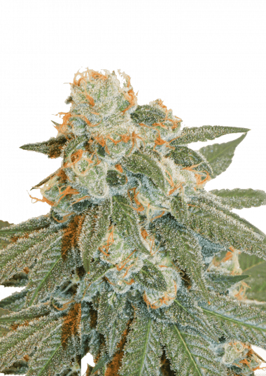 Buy Auto Orange Bud Cannabis Seeds | Fast Buds