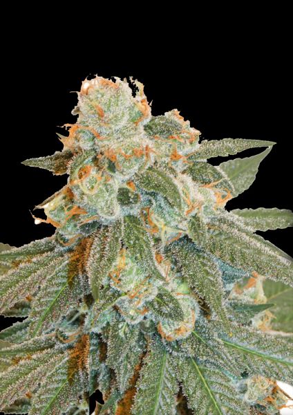 Buy Auto Orange Bud Cannabis Seeds | Fast Buds