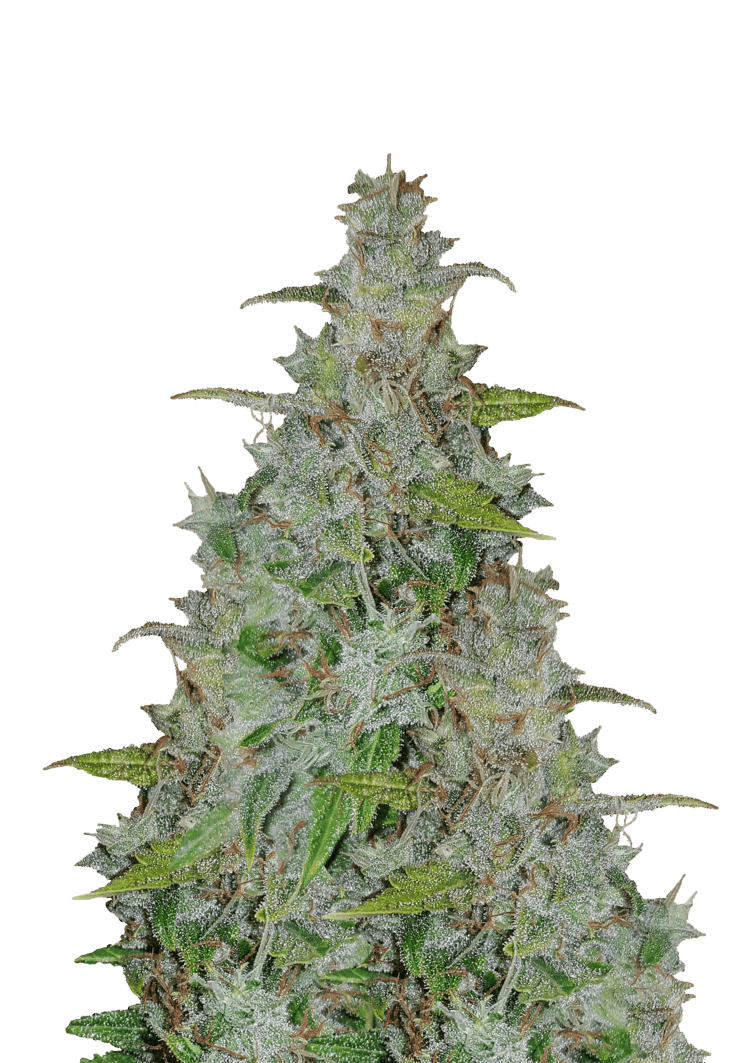 Auto Critical Orange Punch Cannabis Seeds | 42 Fast Buds