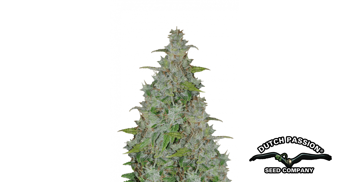 Auto Critical Orange Punch Cannabis Seeds | 42 Fast Buds